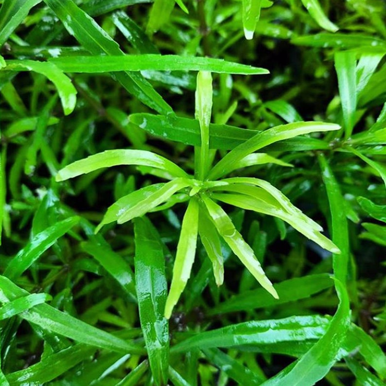 Pogostemon Octopus 6 Pots Freshwater Aquarium Plant Best - Etsy