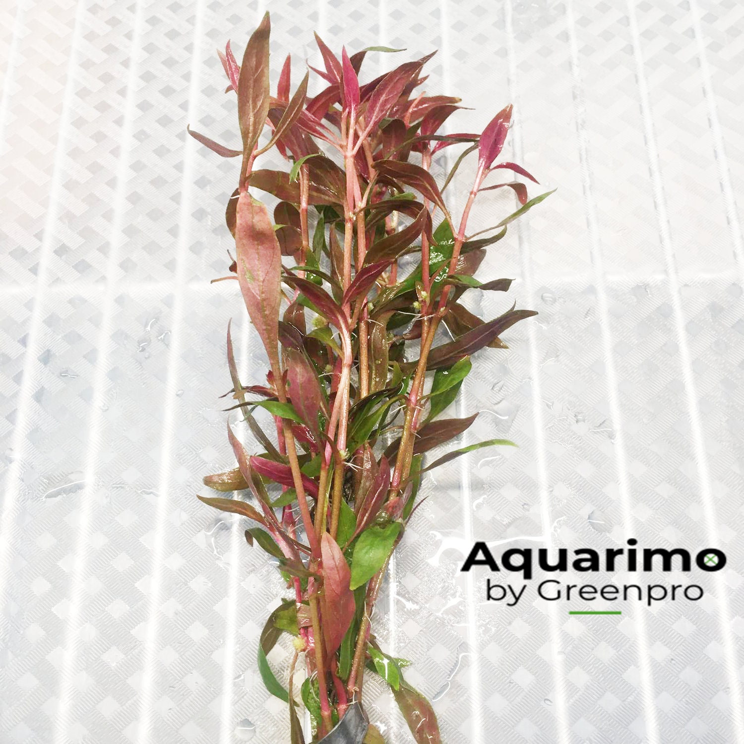 Alternanthera Rosaefolia Tropical Freshwater Aquarium Plant - Etsy