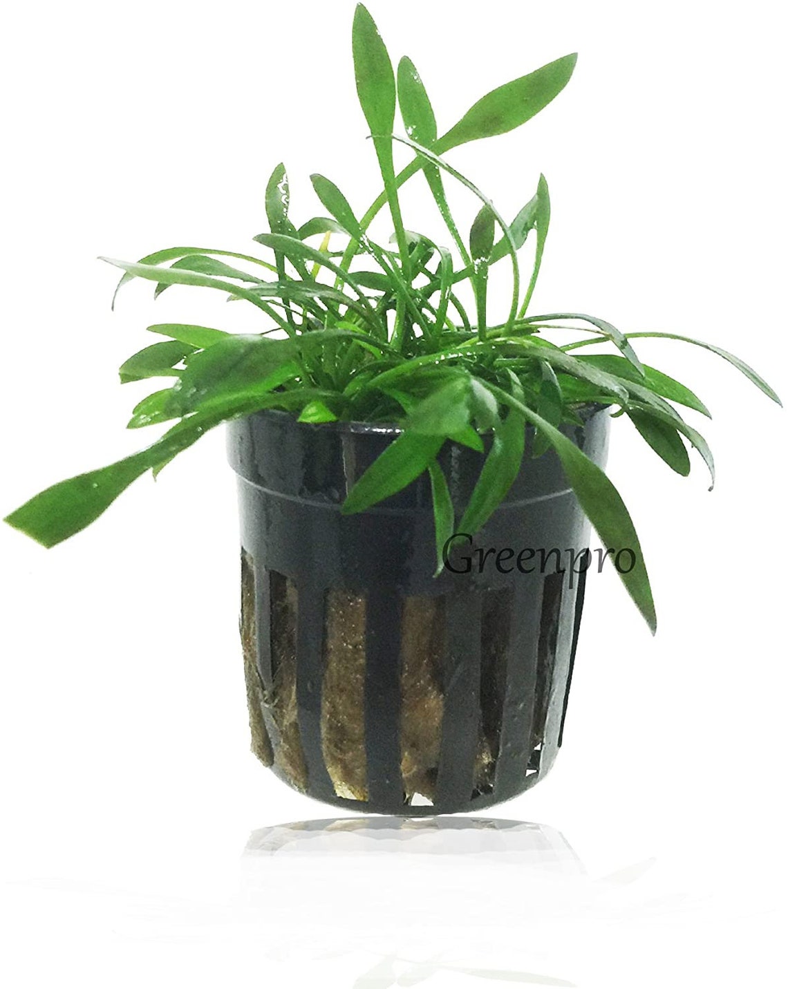 Greenpro Cryptocoryne Parva Foreground Live Potted Aquatic | Etsy