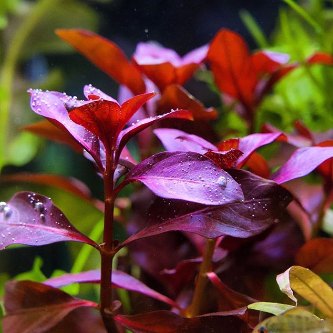 Ludwigia Repens Red Rubin 6 Bundles Freshwater Aquarium Plant - Etsy