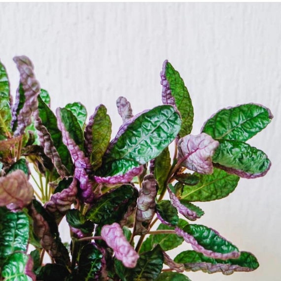 Purple Waffle Aquarium Plant