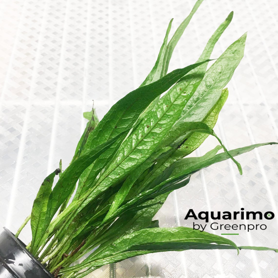 Java Fern Black Forest Hardy Leaf Pot Freshwater Live Aquarium - Etsy