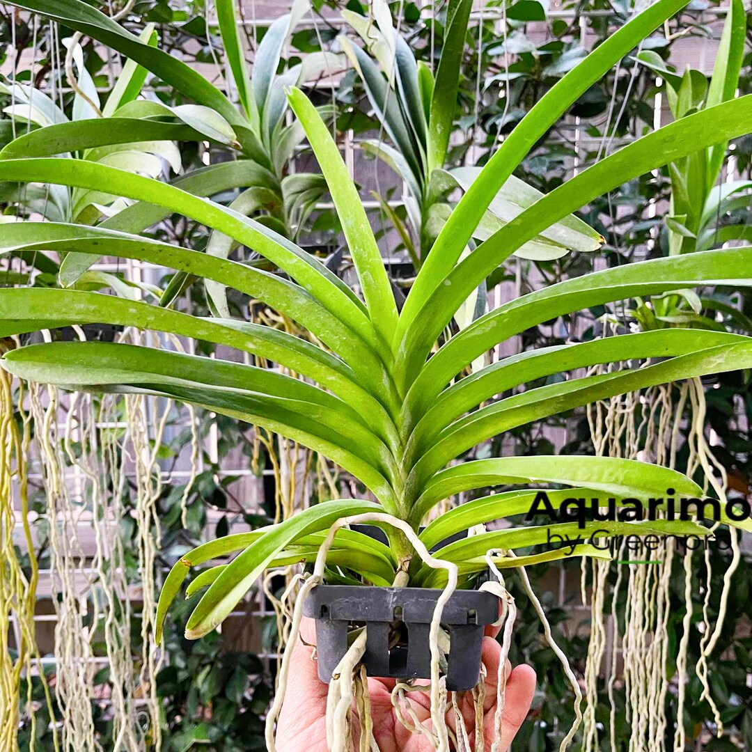 Vanda Hybrid LG Assorted Color Pot Live Easy Orchids Flowers - Etsy