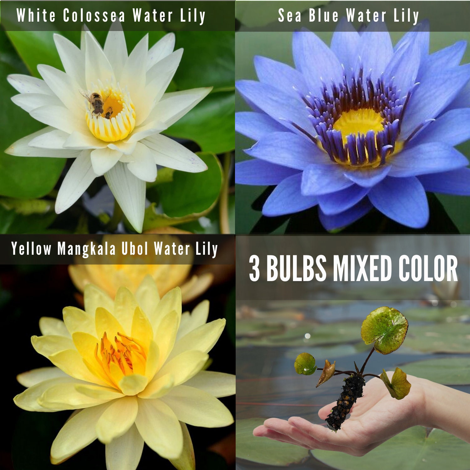 Types Of Sea Lilies