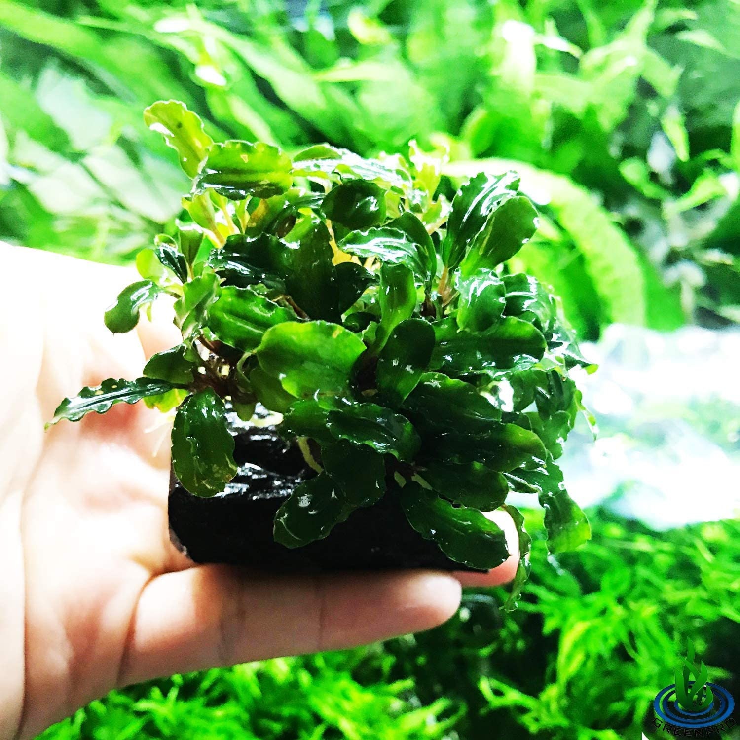 Greenpro Buce Bucephalandra Green Wavy Leaf on Driftwood | Etsy