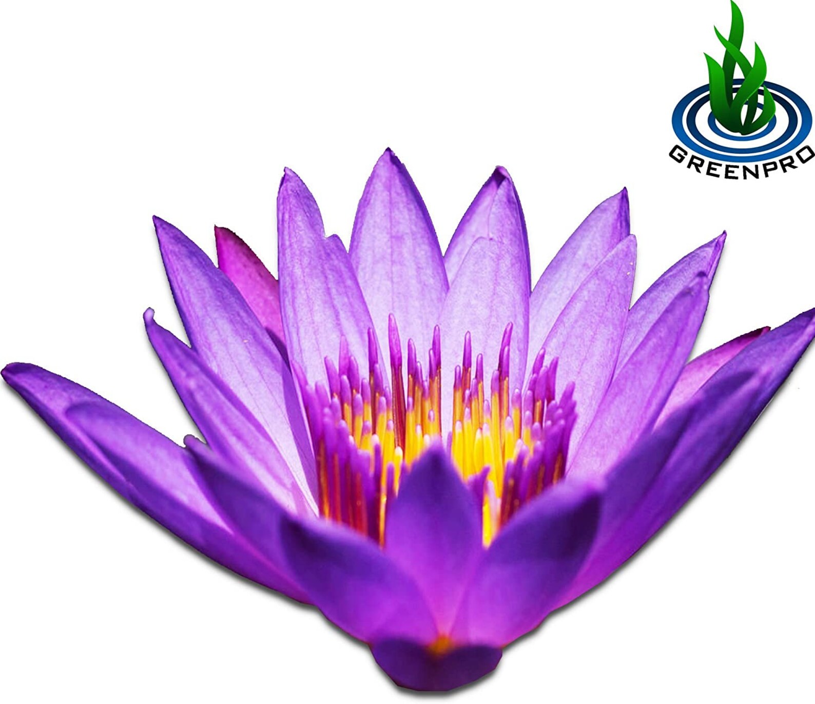 Nymphaea Tina Tropical Water Lily Tuber Live Aquatic Plants - Etsy