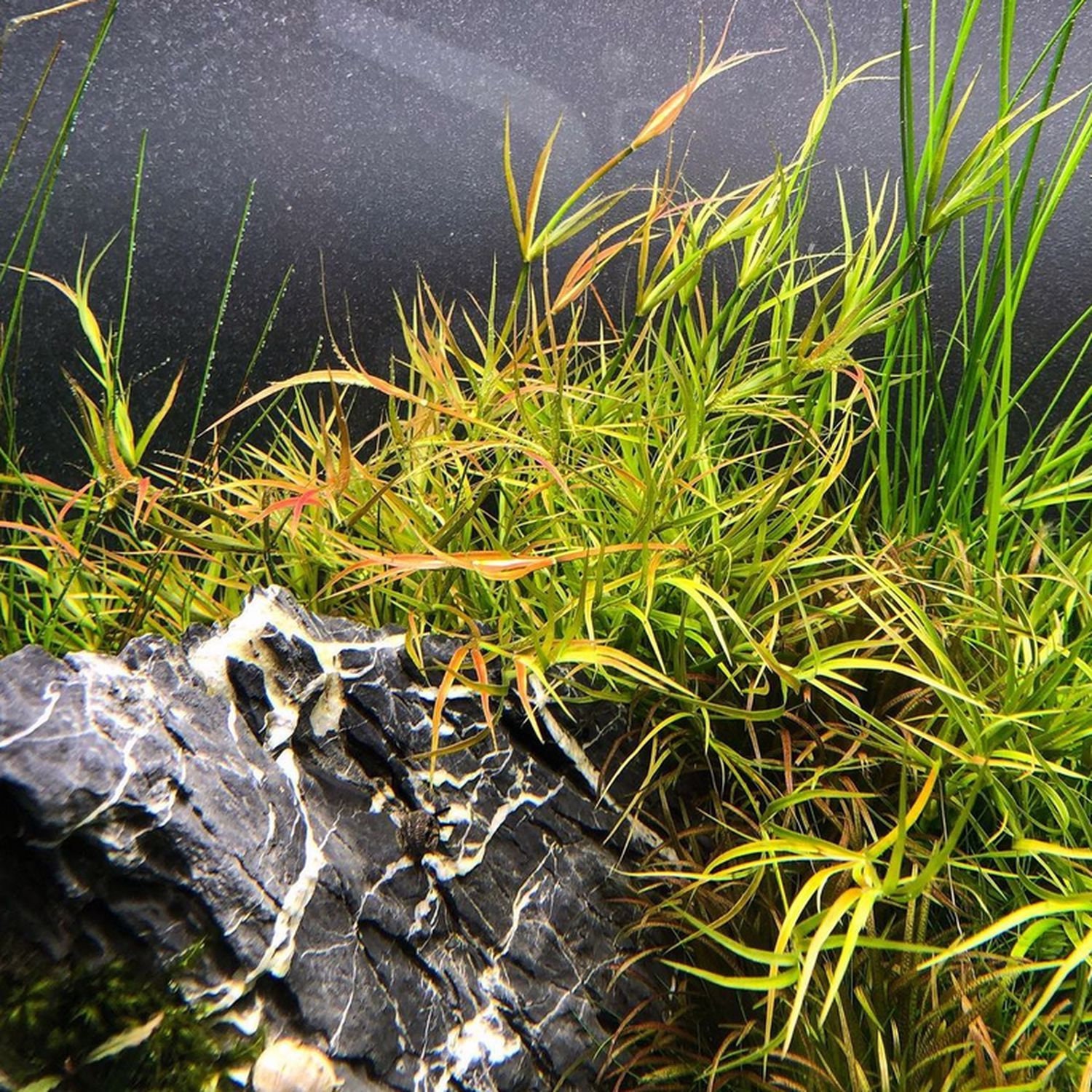Juncus Repens Tissue Culture Live Aquarium Plant Decoration - Etsy