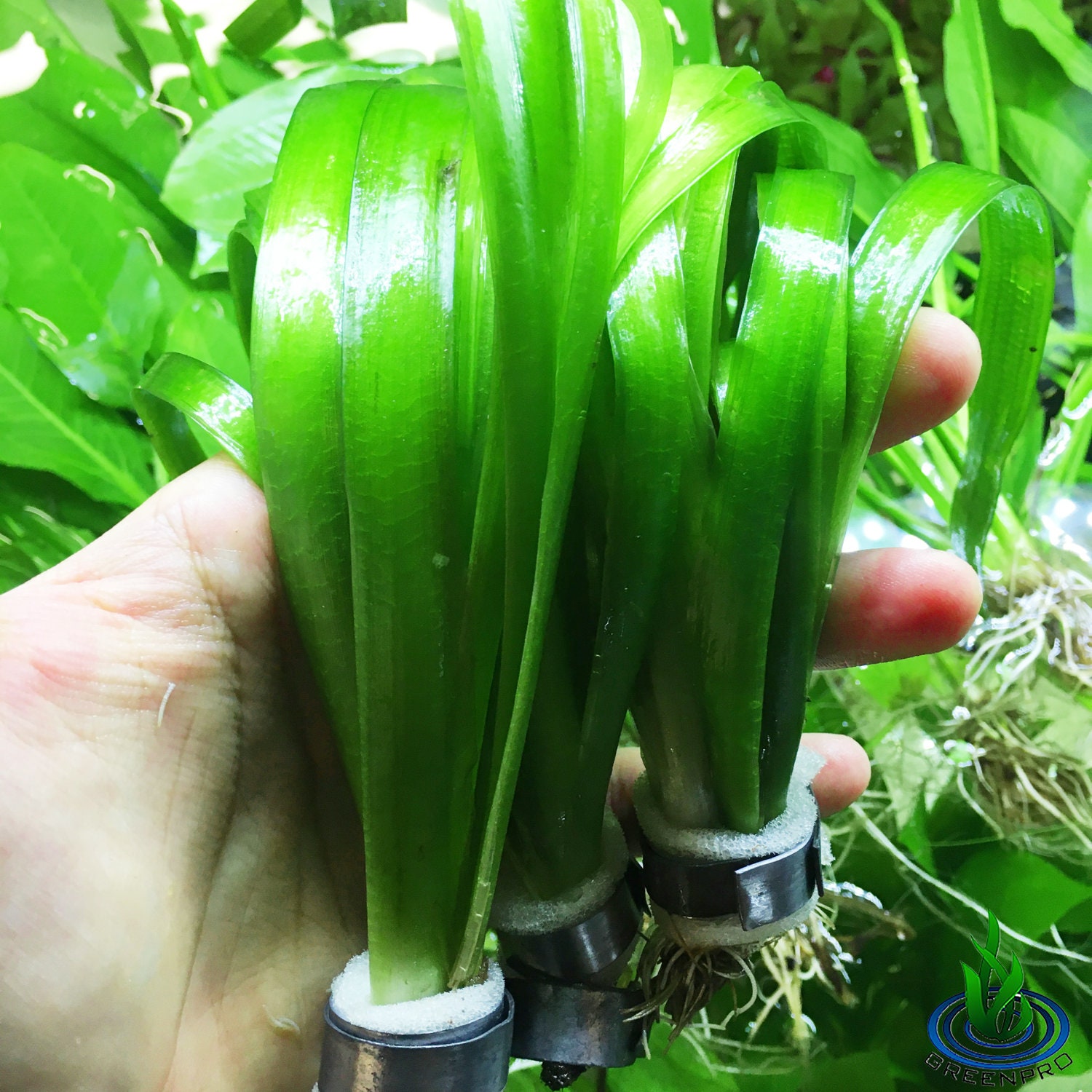 Vallisneria Gigantea