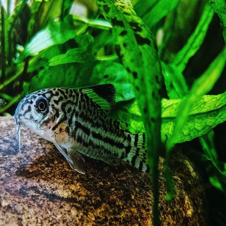 Java Fern Black Forest Hardy Leaf Pot Freshwater Live Aquarium - Etsy