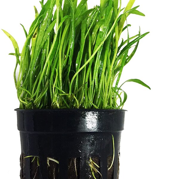 Narrow Leaf Sword - Etsy