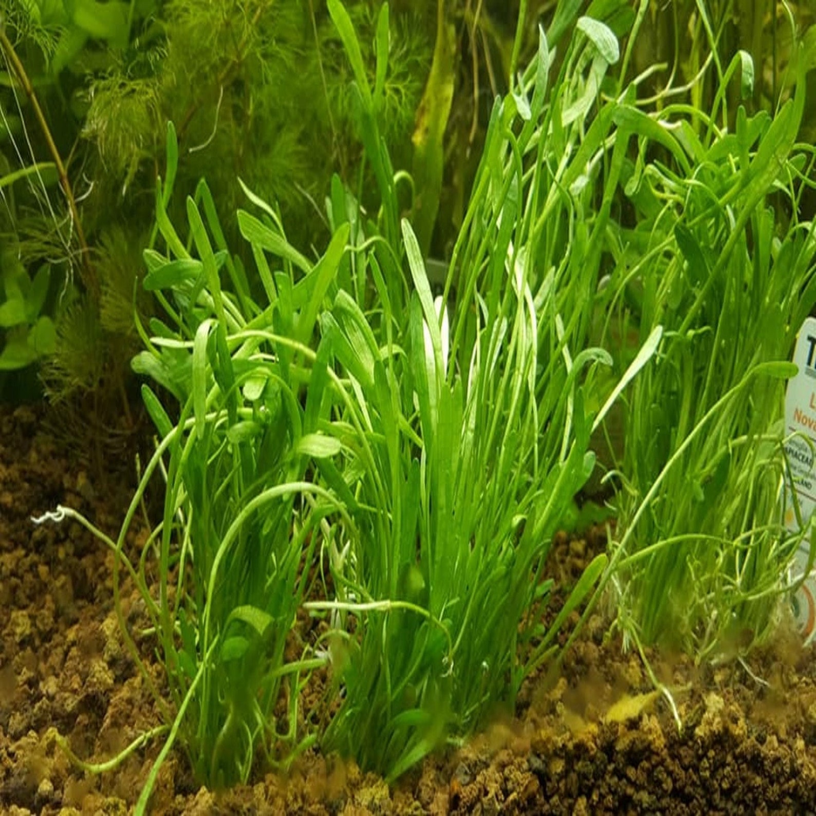 Micro Sword Potted Freshwater Aquarium Live Plant Popular | Etsy