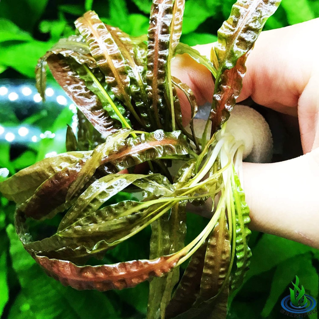 Greenpro Cryptocoryne Balansae 3-bunch Freshwater Live - Etsy