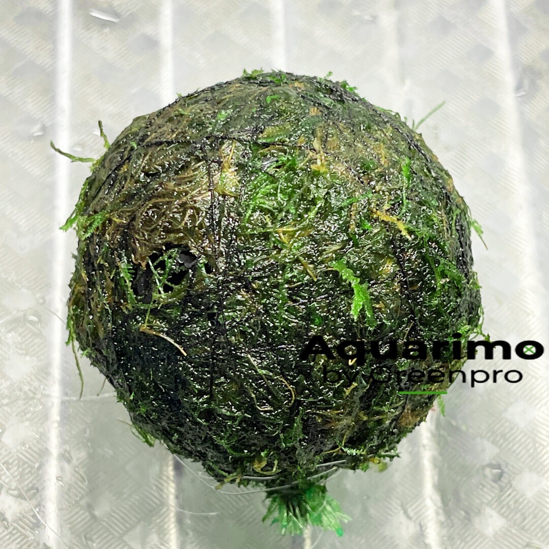 Vesicularia Dubyana Java Moss Balls US Nurseries Live Easy - Etsy