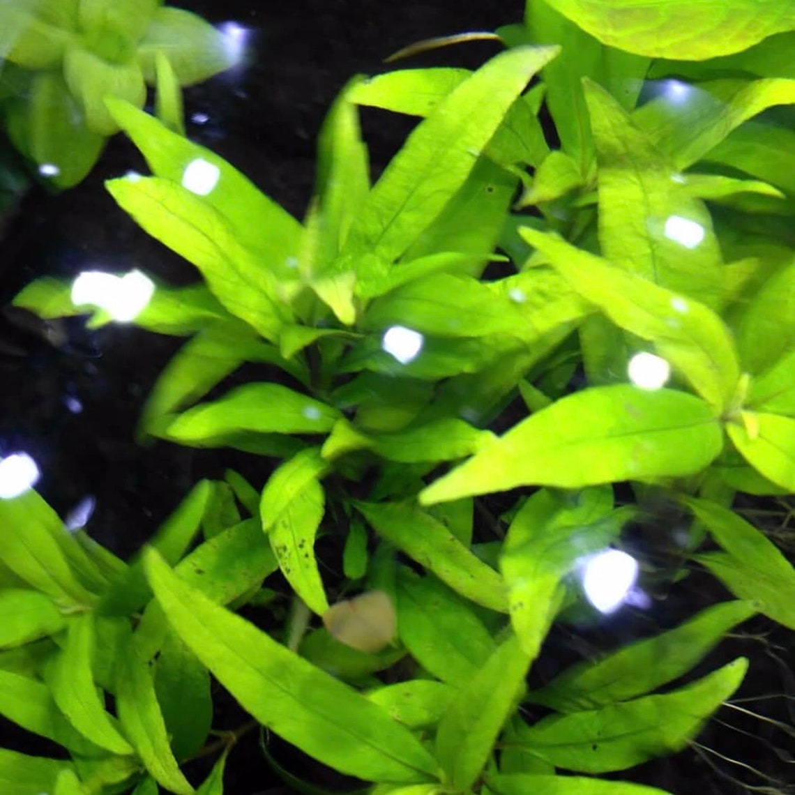 Hygrophila Salicifolia Narrow Leaf Bundle Freshwater Aquarium - Etsy
