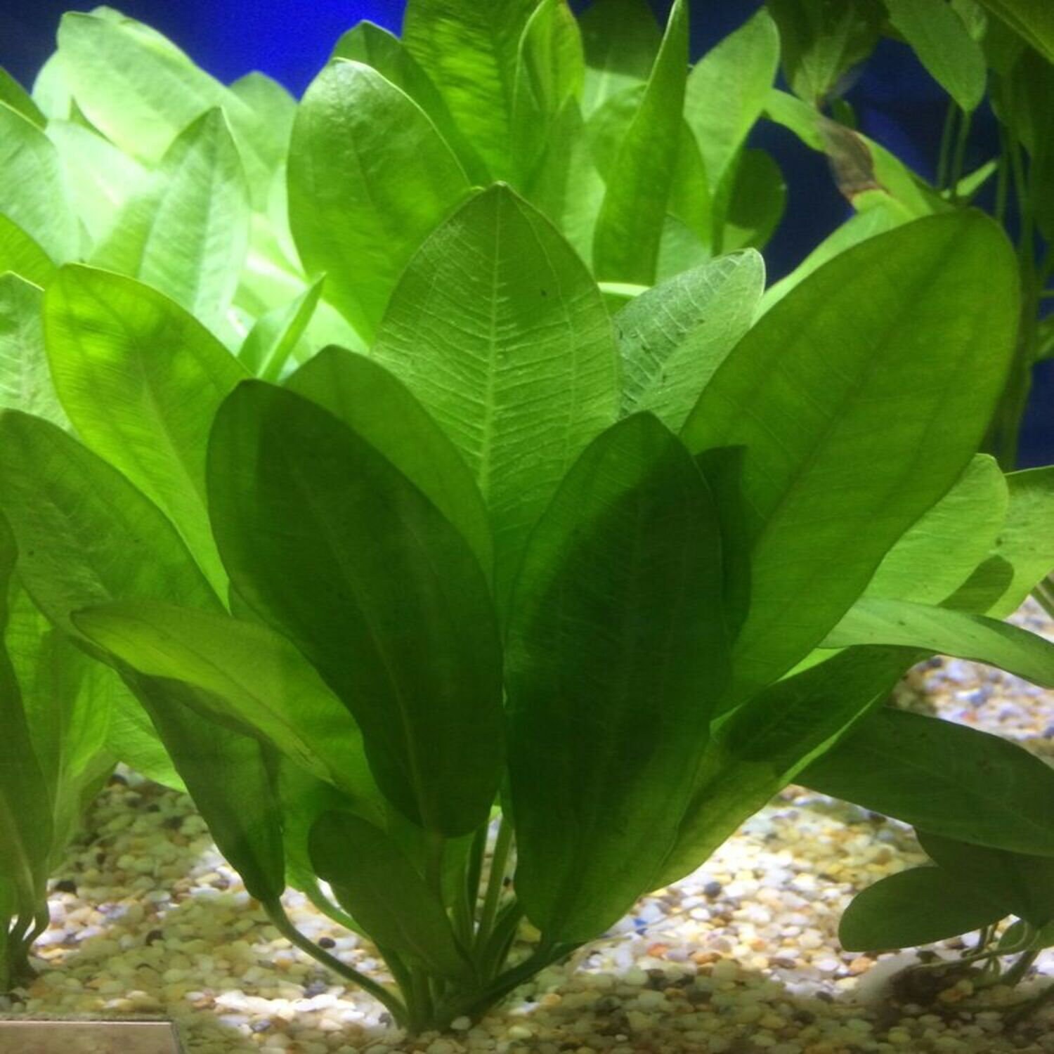 Echinodorus Martii Potted Amazon Sword Freshwater Aquarium - Etsy