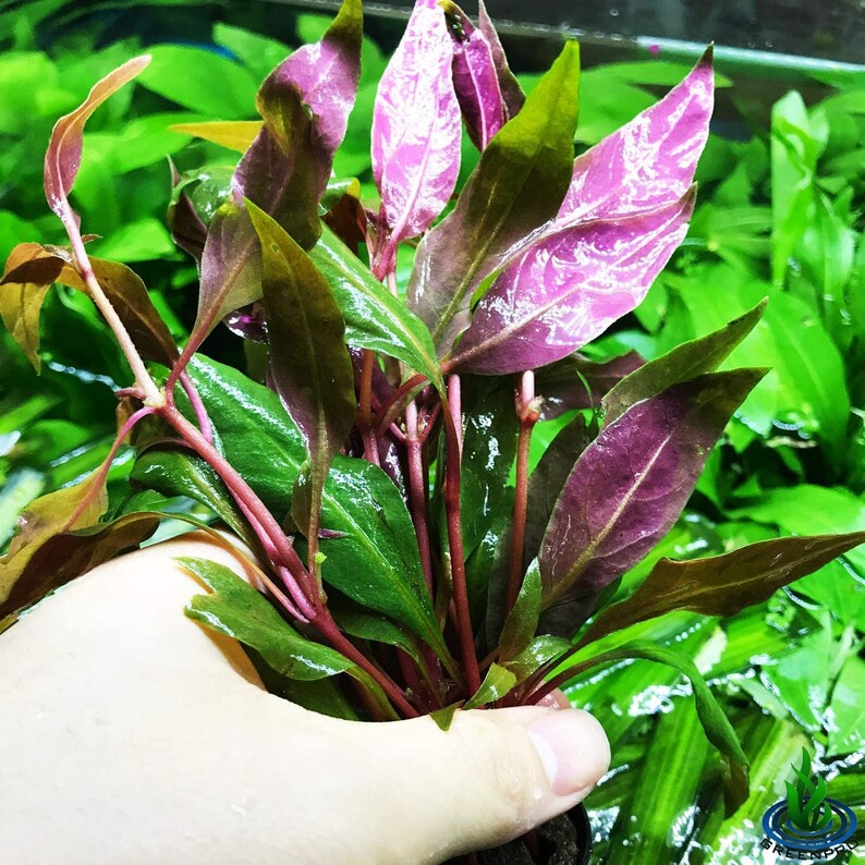 Alternanthera Rosaefolia Potted Live Aquarium Plants Super Red - Etsy UK