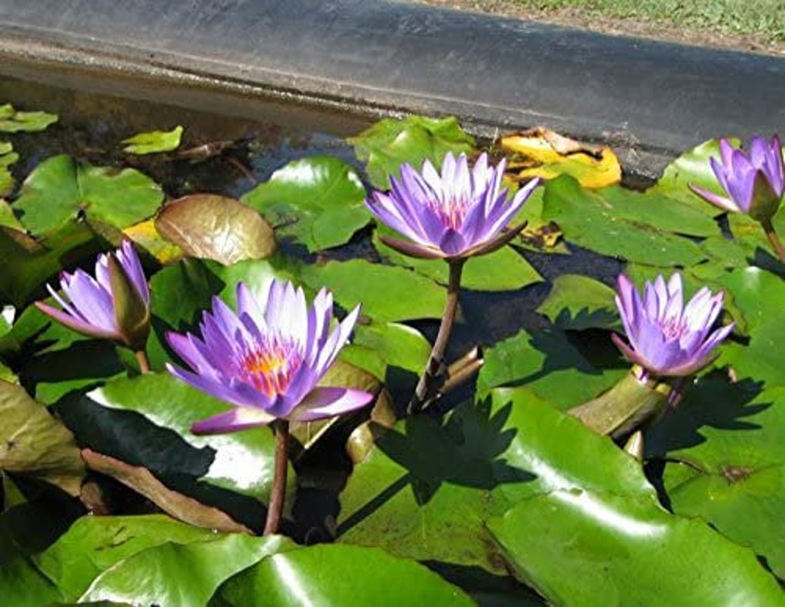 Nymphaea Tina Tropical Water Lily Tuber Live Aquatic Plants - Etsy