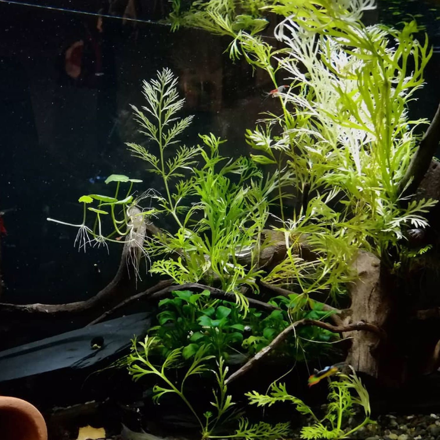 Water Sprite Aquarium Plant