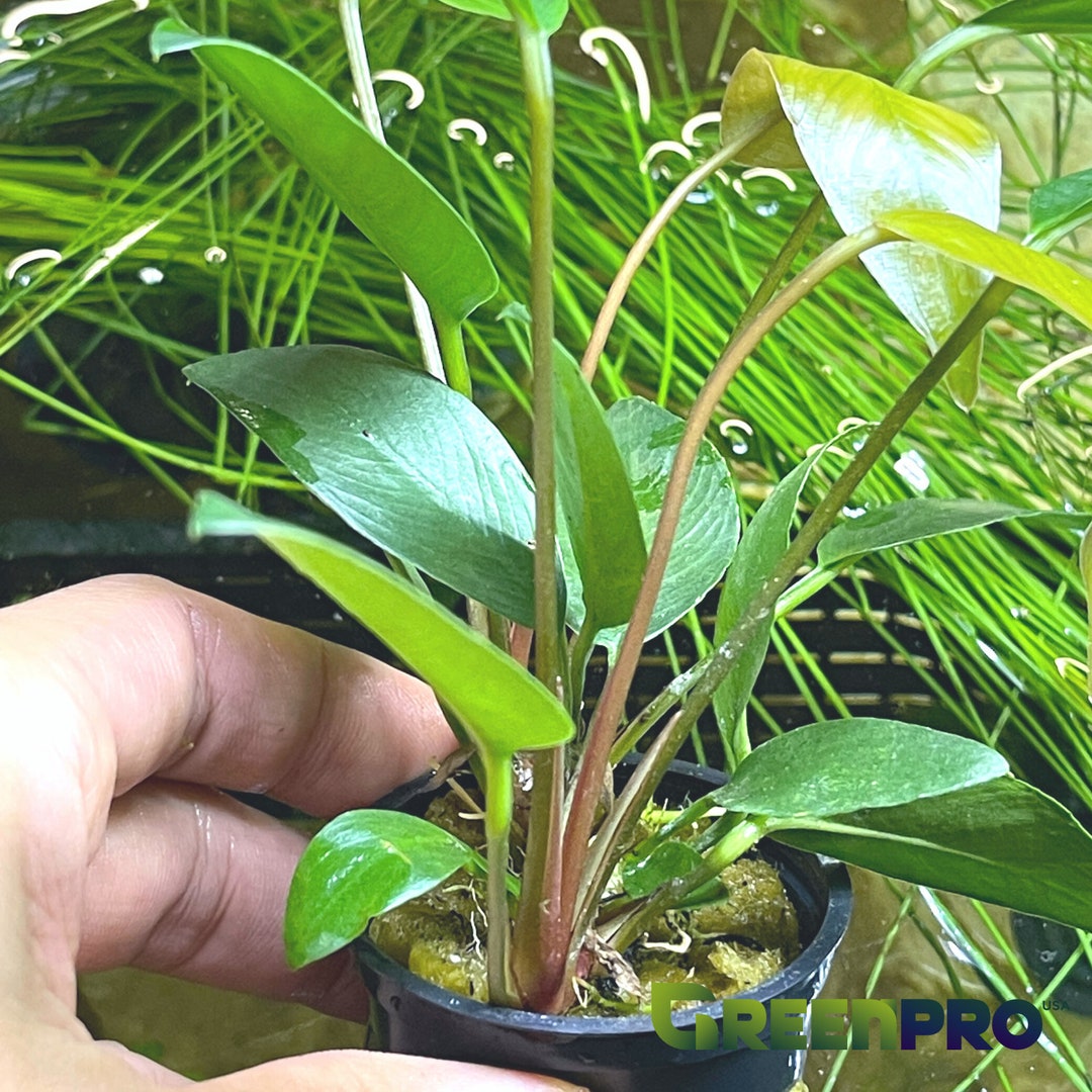 Greenpro Anubias Frazeri Potted US Grow Live Aquarium Plants - Etsy
