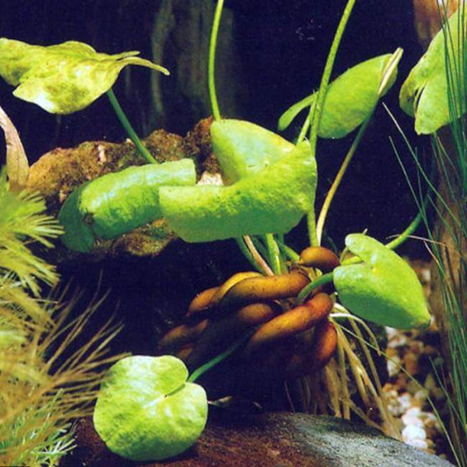 Banana Plant Aquarium