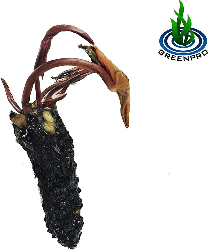 Nymphaea Tina Tropical Water Lily Tuber Live Aquatic Plants - Etsy