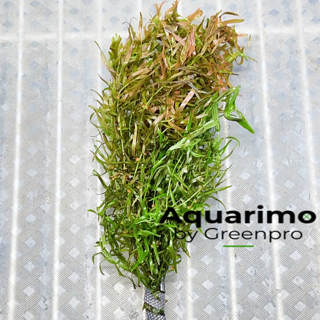 Didiplis Diandra Bundle Live Freshwater Aquarium Plant - Etsy