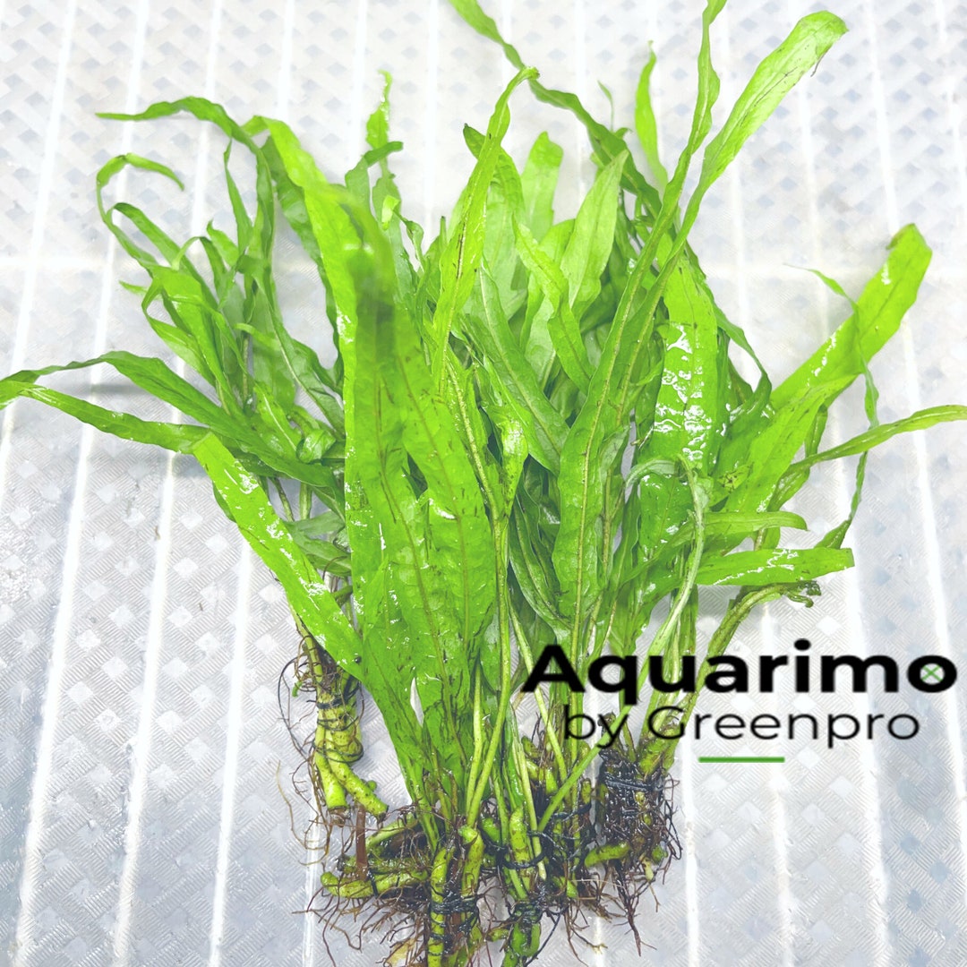 6 Loose Java Fern Trident Microsorum Pteropus US Grow Aquarium Plant ...