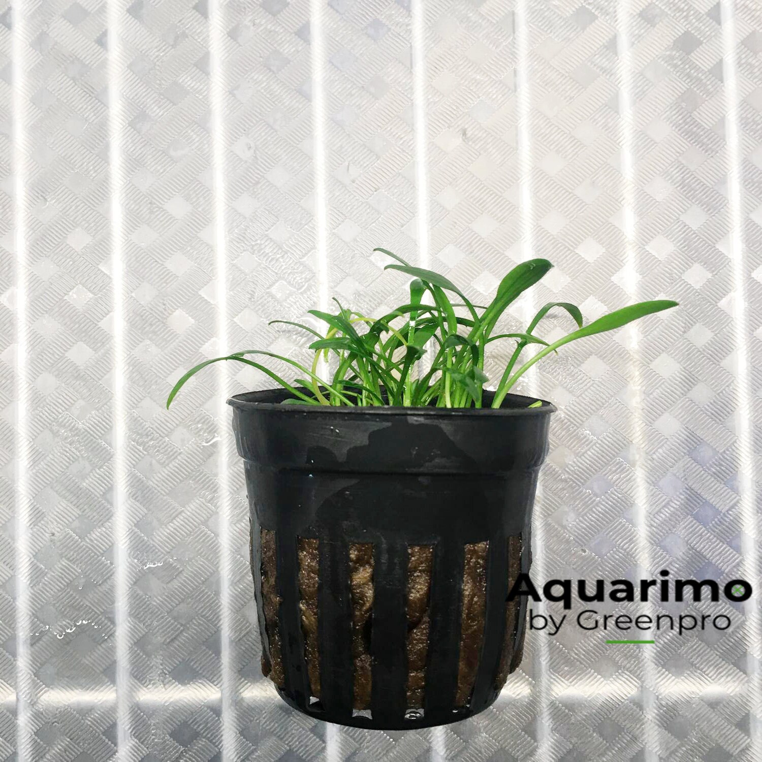 Cryptocoryne Parva Carpet