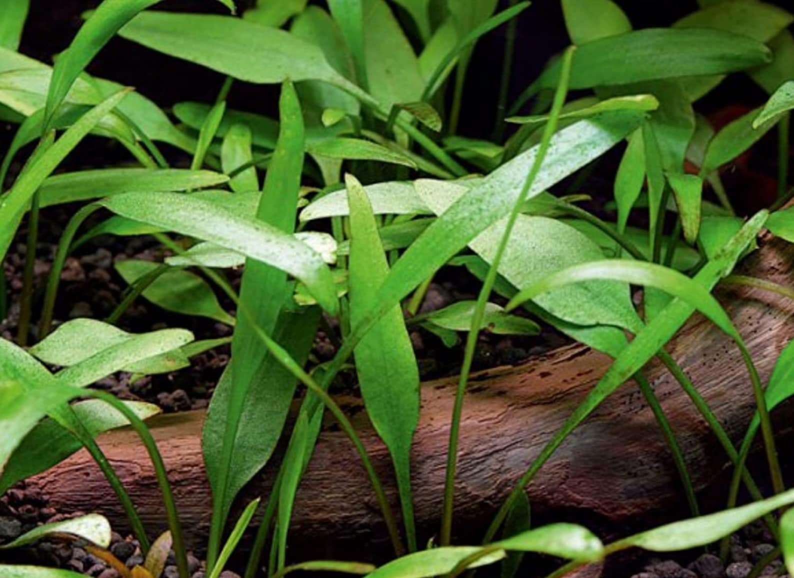 Greenpro Cryptocoryne Parva Foreground Live Potted Aquatic | Etsy