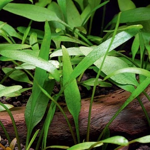 Greenpro Cryptocoryne Parva Foreground Live Potted Aquatic - Etsy