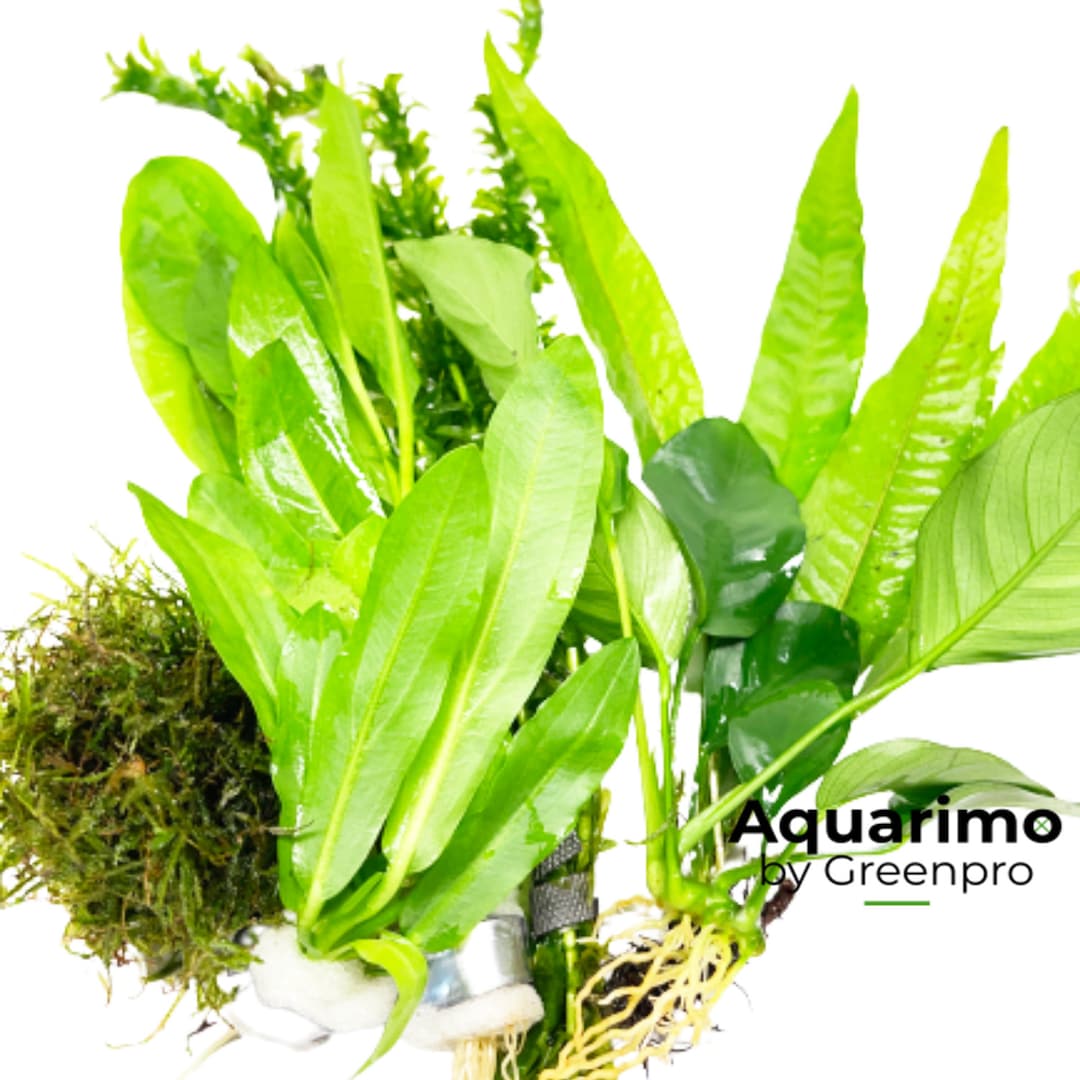 Best Value Plants, Anubias, Amazon Sword, Elodea Densa, Moss, Java Fern ...