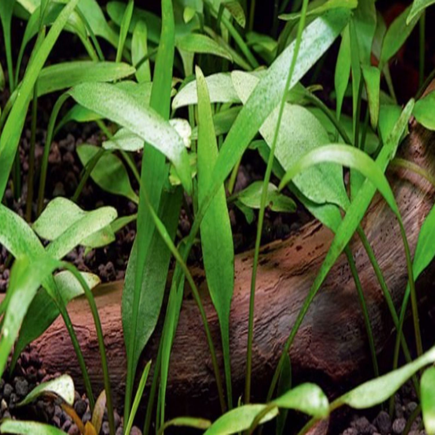 Cryptocoryne Parva Carpet