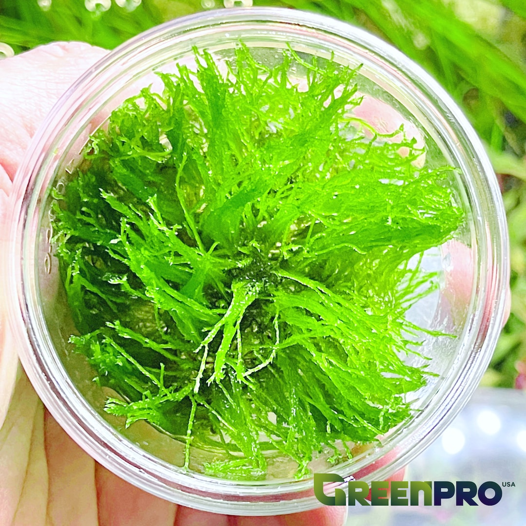 Greenpro L Taxiphyllum Taiwan Moss Tissue Culture US Grow Live Aquarium ...