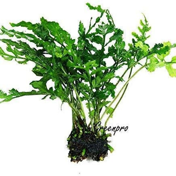 Aquarium Plants - Etsy