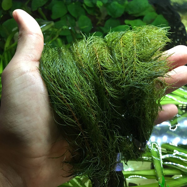 Dwarf Red Stem Parrot Feather - Etsy