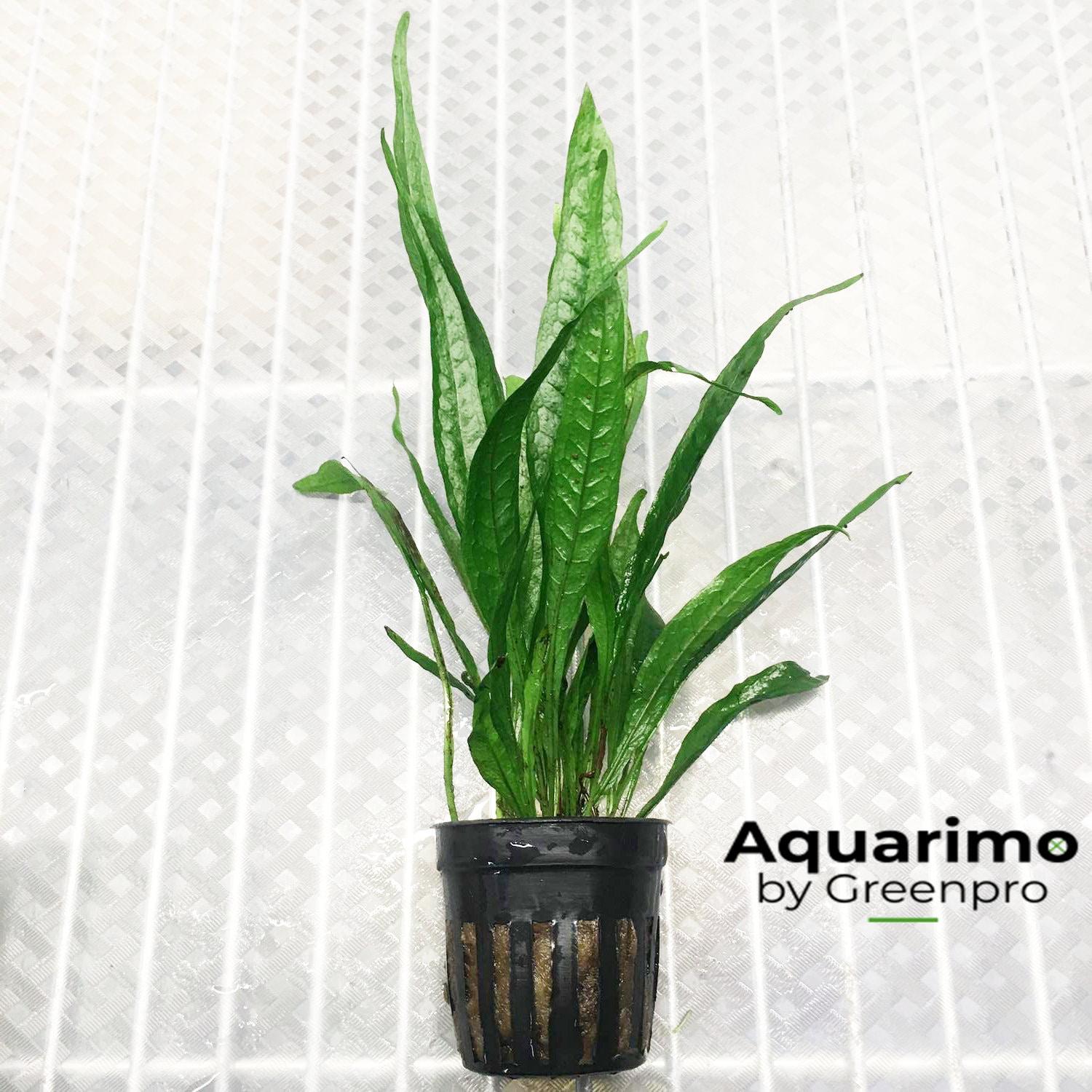 Java Fern Black Forest Hardy Leaf Pot Freshwater Live Aquarium - Etsy