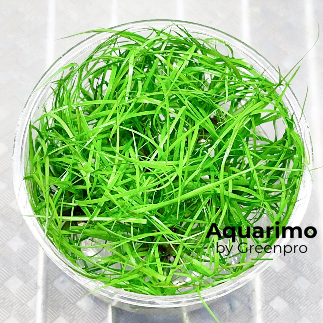 Juncus Repens Tissue Culture Live Aquarium Plant Decoration Tank ...
