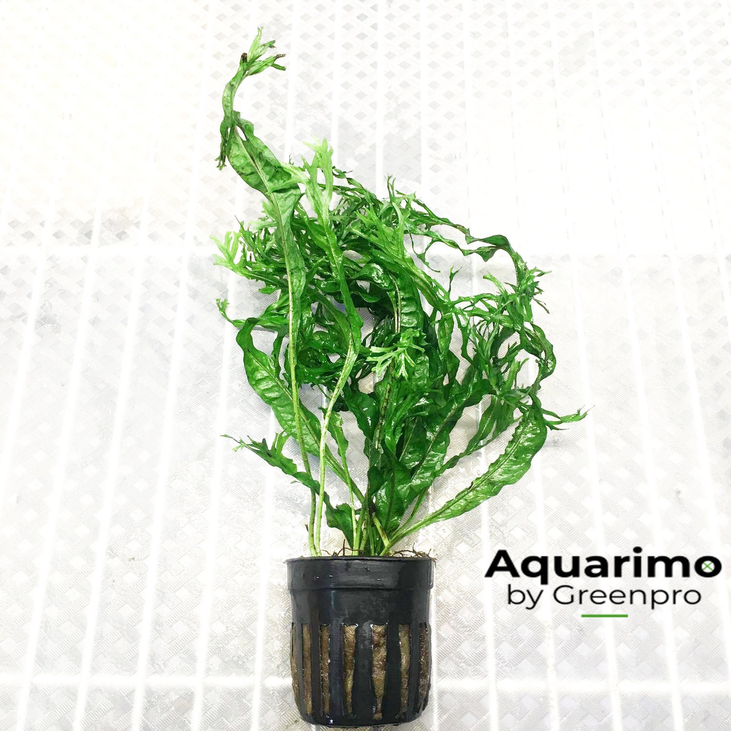 Java Fern Windelov Potted Freshwater Aquarium Live Plant Low - Etsy España