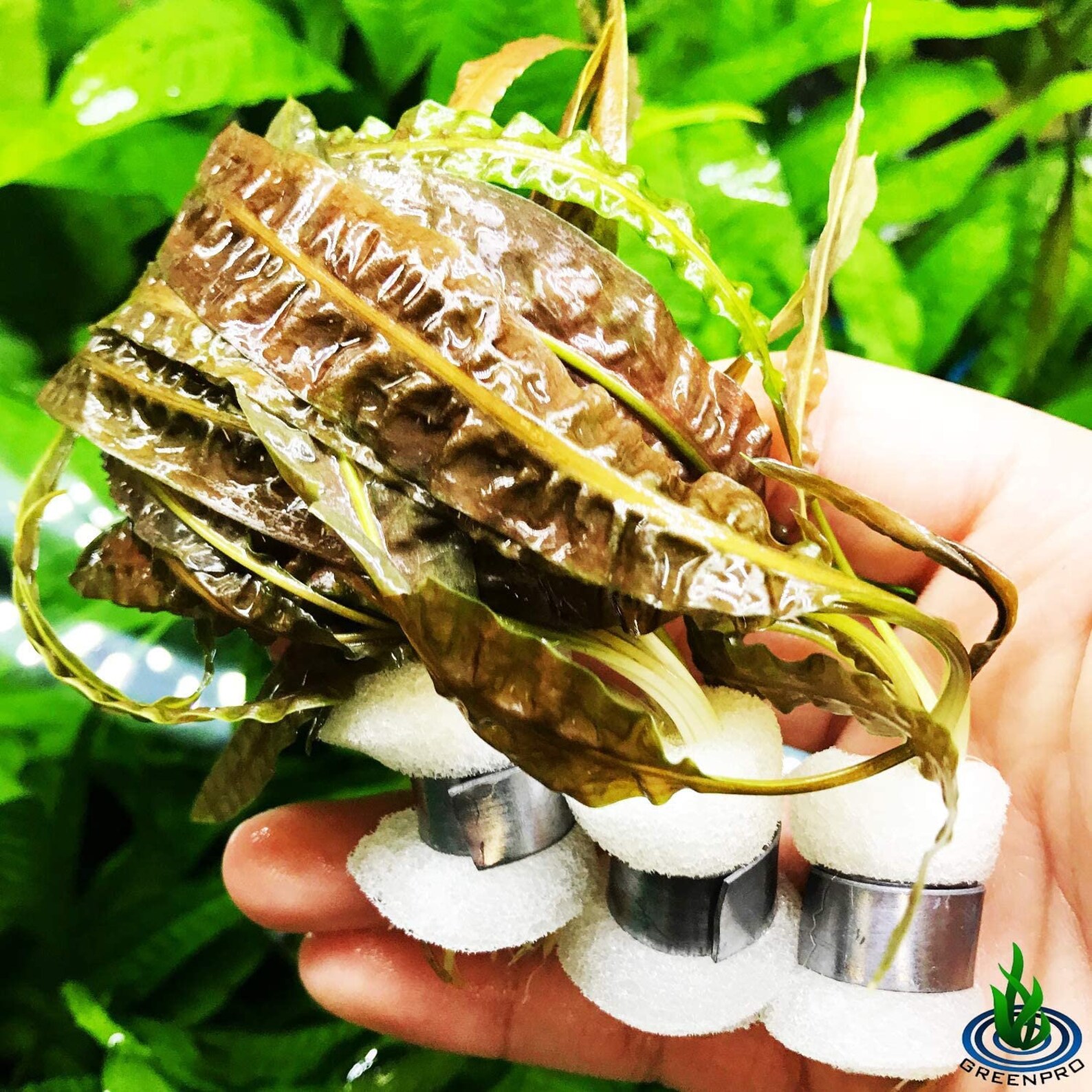 Greenpro Cryptocoryne Balansae 3-bunch Freshwater Live - Etsy