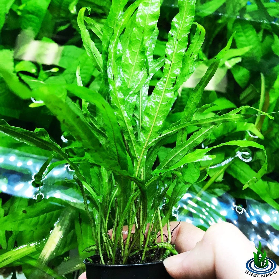 Greenpro Java Fern Trident Microsorum Pteropus Live Aquarium - Etsy