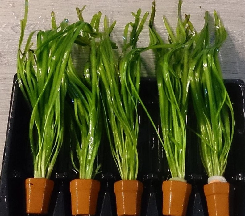 Greenpro Vallisneria Spiralis Italian Val Potted Live | Etsy