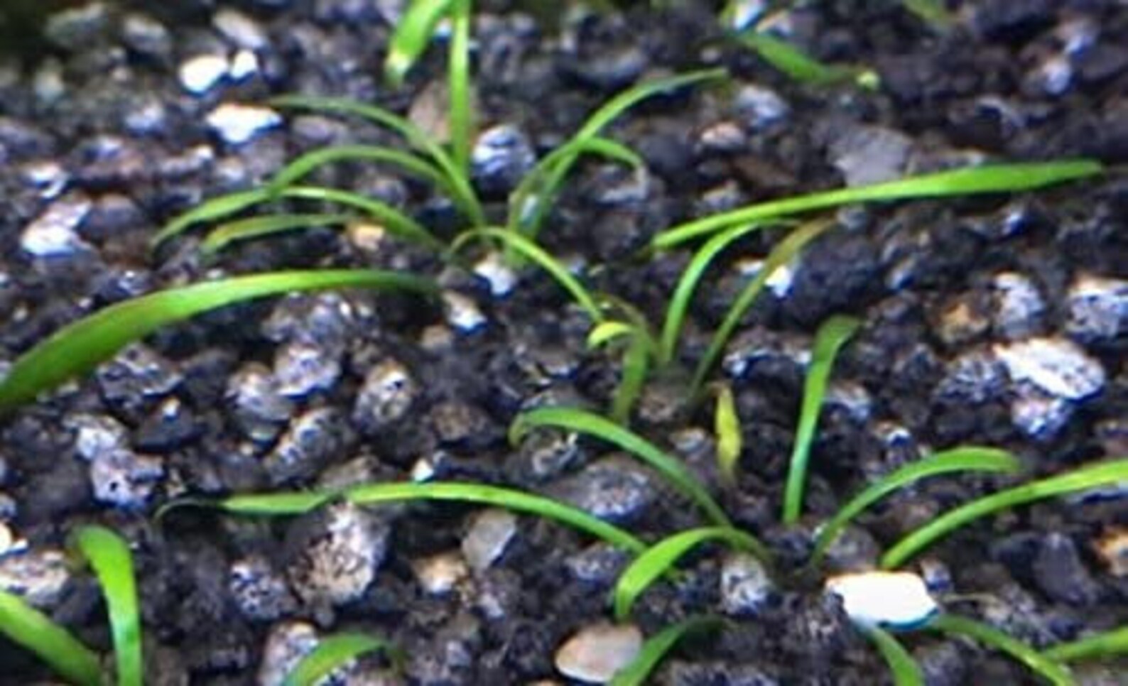 Greenpro Cryptocoryne Parva Foreground Live Potted Aquatic | Etsy