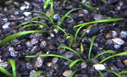 Greenpro Cryptocoryne Parva Foreground Live Potted Aquatic | Etsy