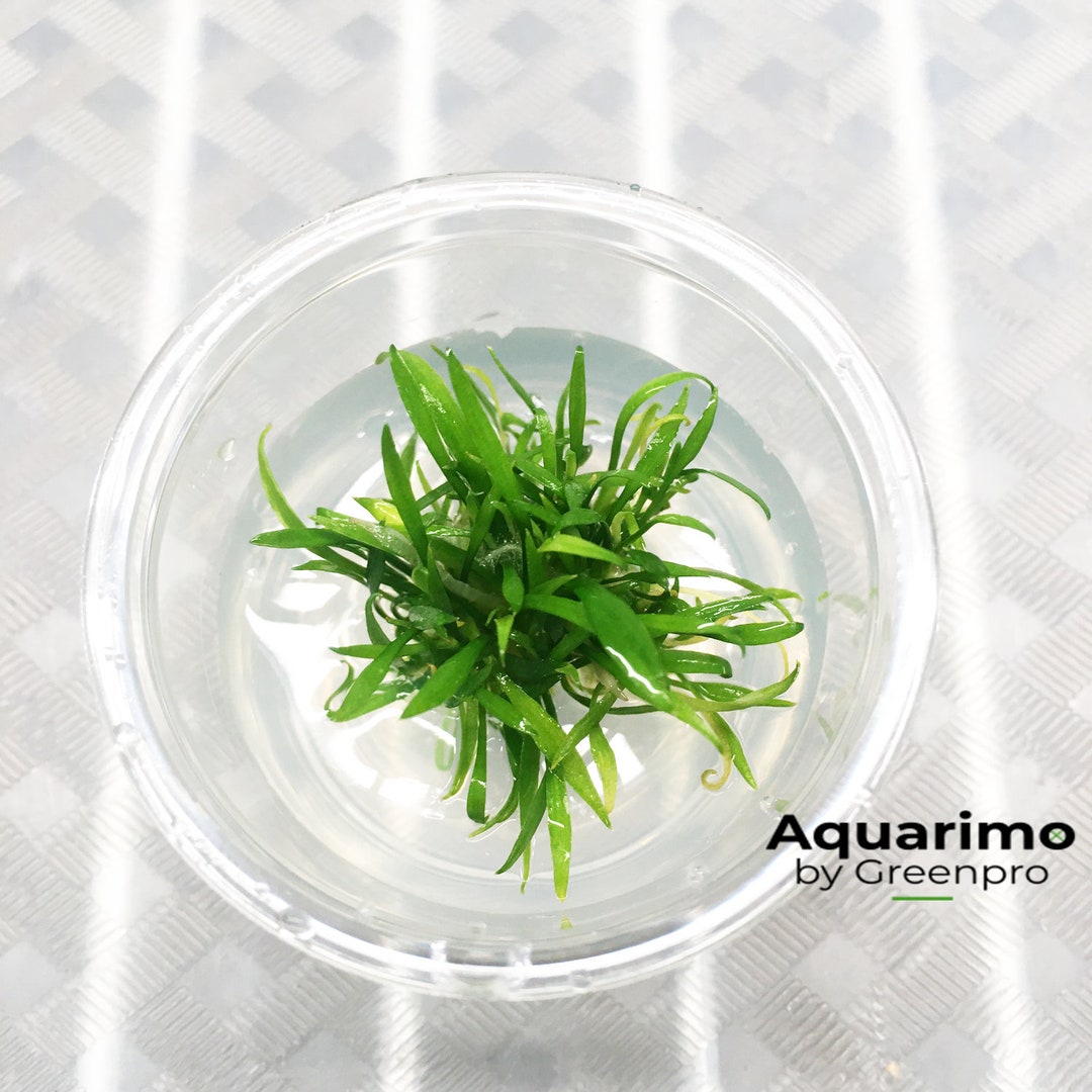 Cryptocoryne Parva in Nano Cup Freshwater Aquarium Plant Shrimp Tank ...