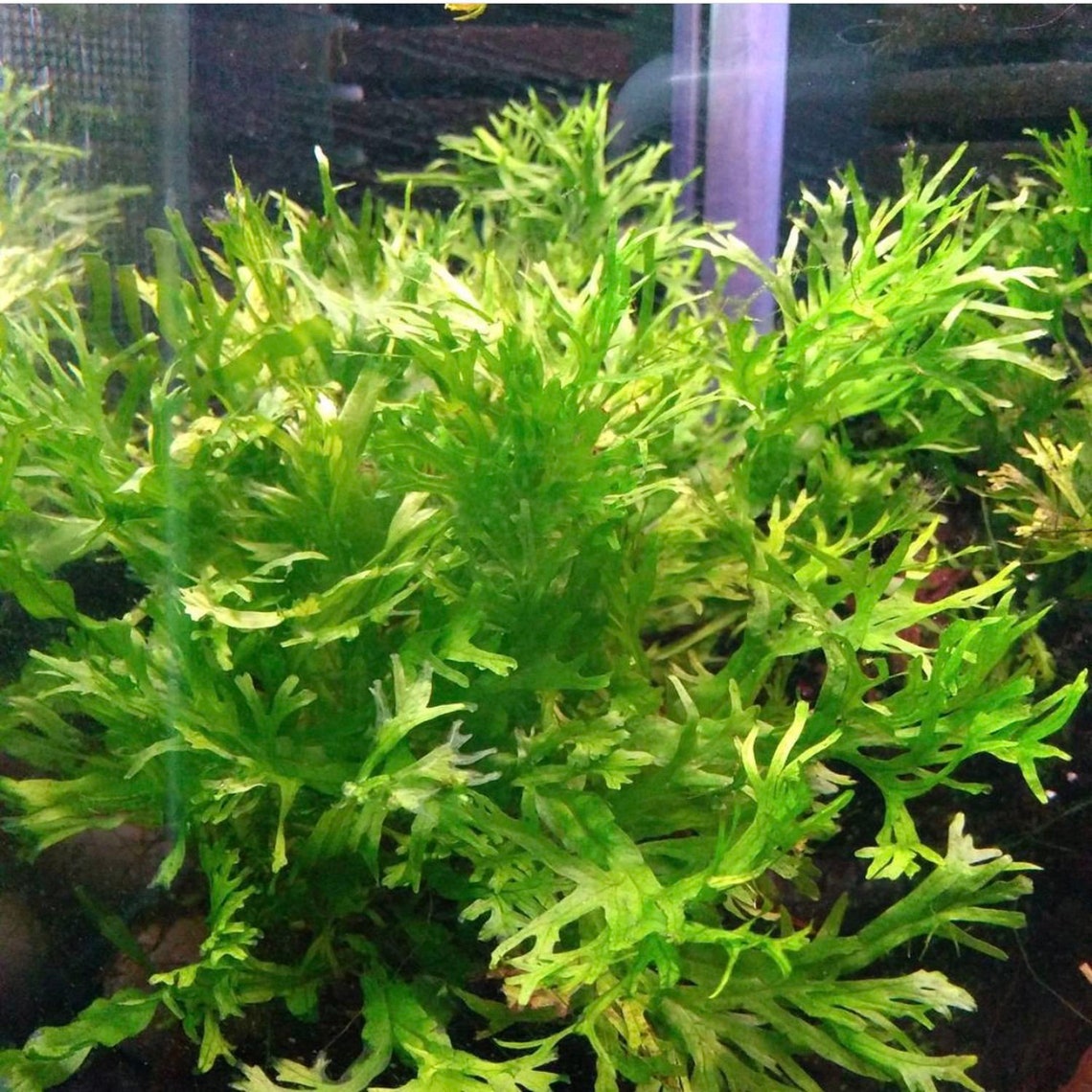 Java Fern Windelov Bunch Freshwat Aquarium Plant Best - Etsy