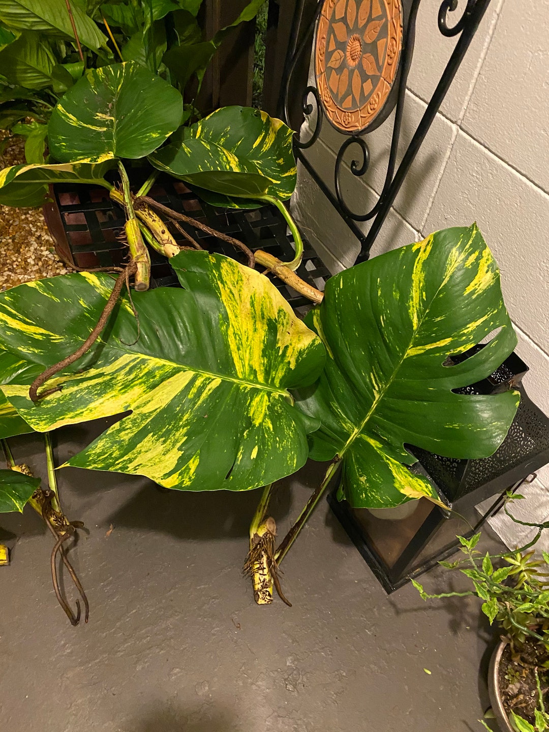 Large Golden Pathos Aroid Cutting - Etsy