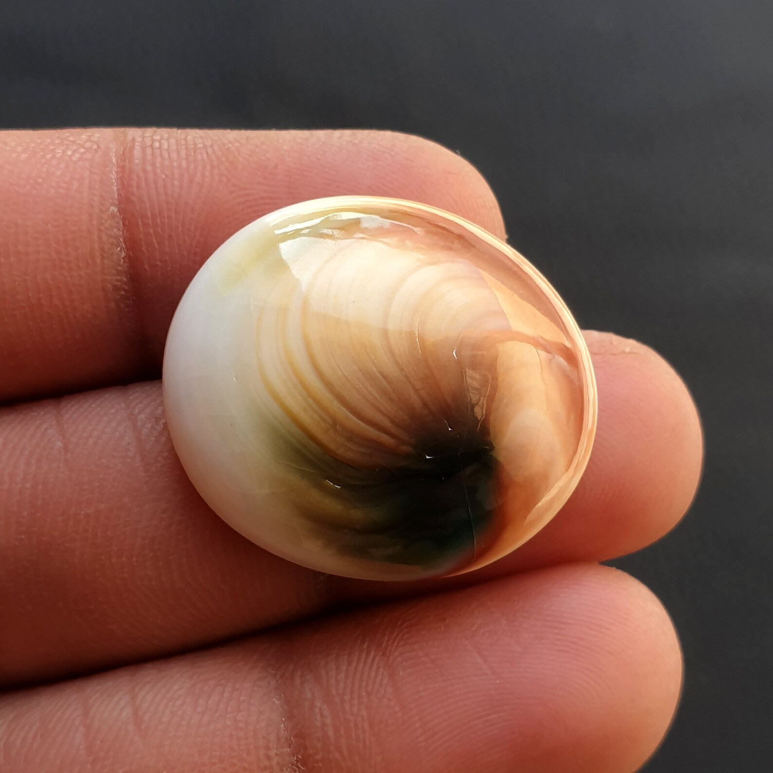 Natural Shiva Eye Shell Operculum Cabochon Shiva Eye Hawaii | Etsy