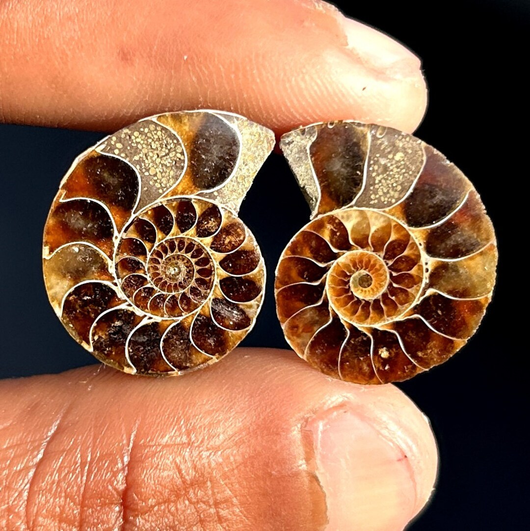 Ammonite Shell Pairs Attractive Ammonite Shells Pair for Making Jewelry ...
