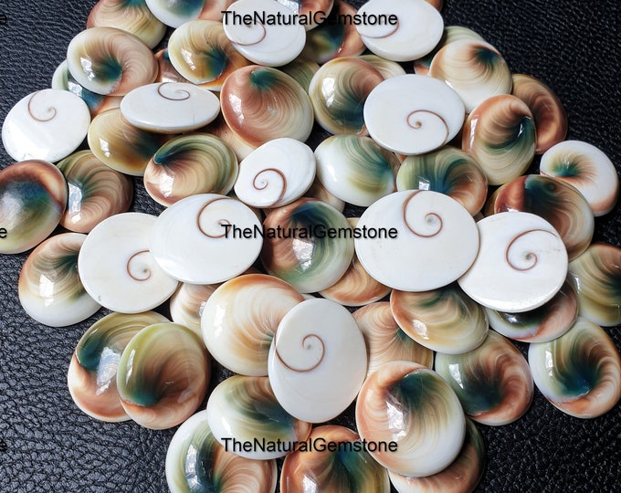 Multipack 1 Cat's Eye Shell Shiva Trapdoor Operculum Spiral Green ...
