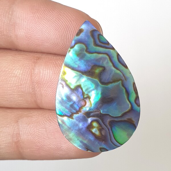 Natural Sea Shell - Etsy